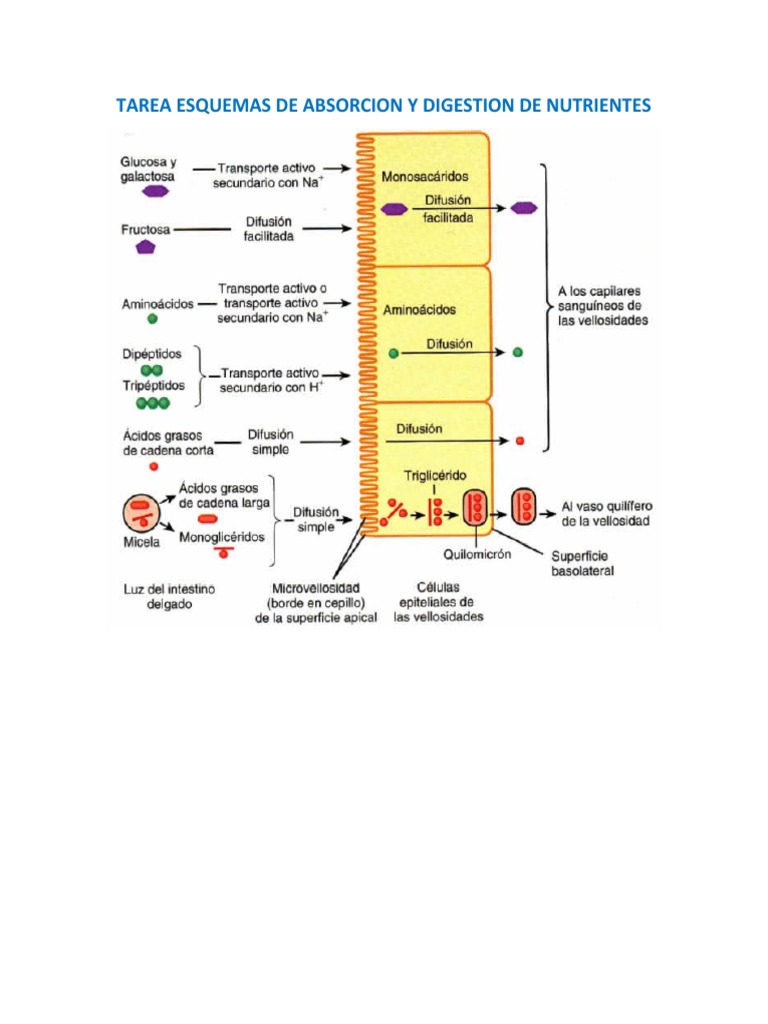 Esquemas de Absorcion y Digestion de Nutrientes | PDF