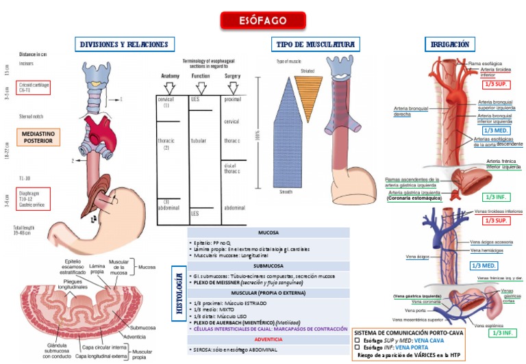Esófago. Anatomía | PDF | Estómago | Sistema digestivo