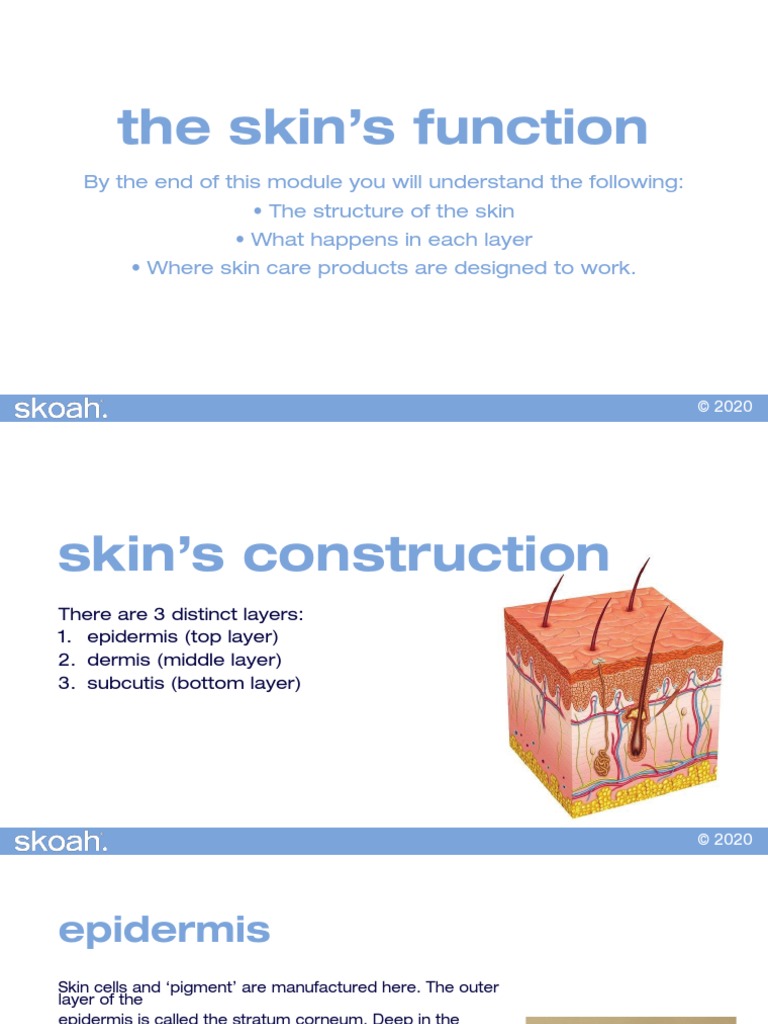 Functions and Layers of Skin | PDF | Skin | Epidermis