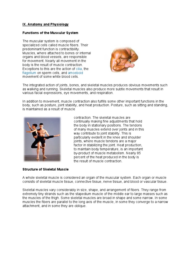Anaphysio | PDF | Skeletal Muscle | Muscle