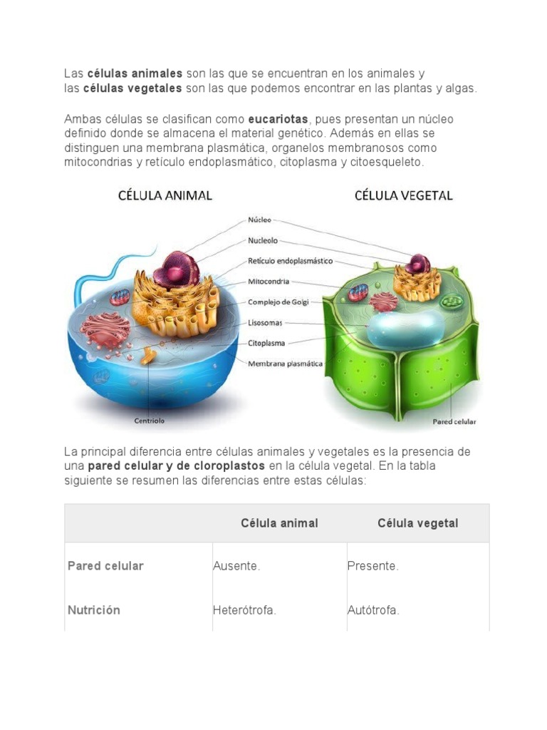 Diferencias Entre La Celula Vegetal Y La Celula Animal Compartir Celular