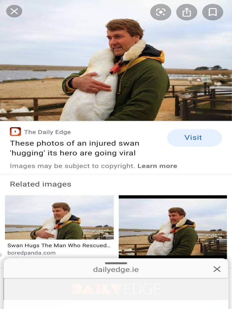 Viral Swan Hugging Rescue Photos | PDF