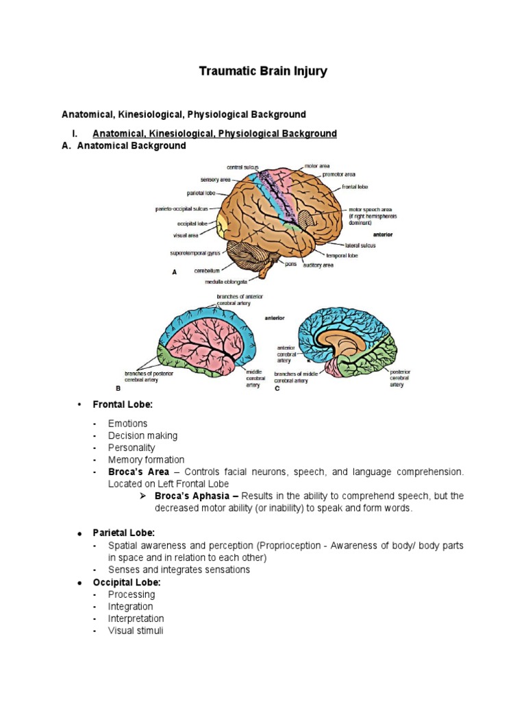 Traumatic Brain Injury | PDF | Traumatic Brain Injury | Cerebral Cortex