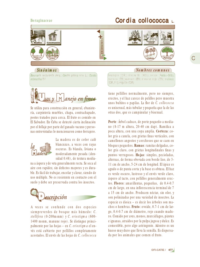 Cordia collococca: Especie y Usos | PDF | Arboles | Ramas de la botánica