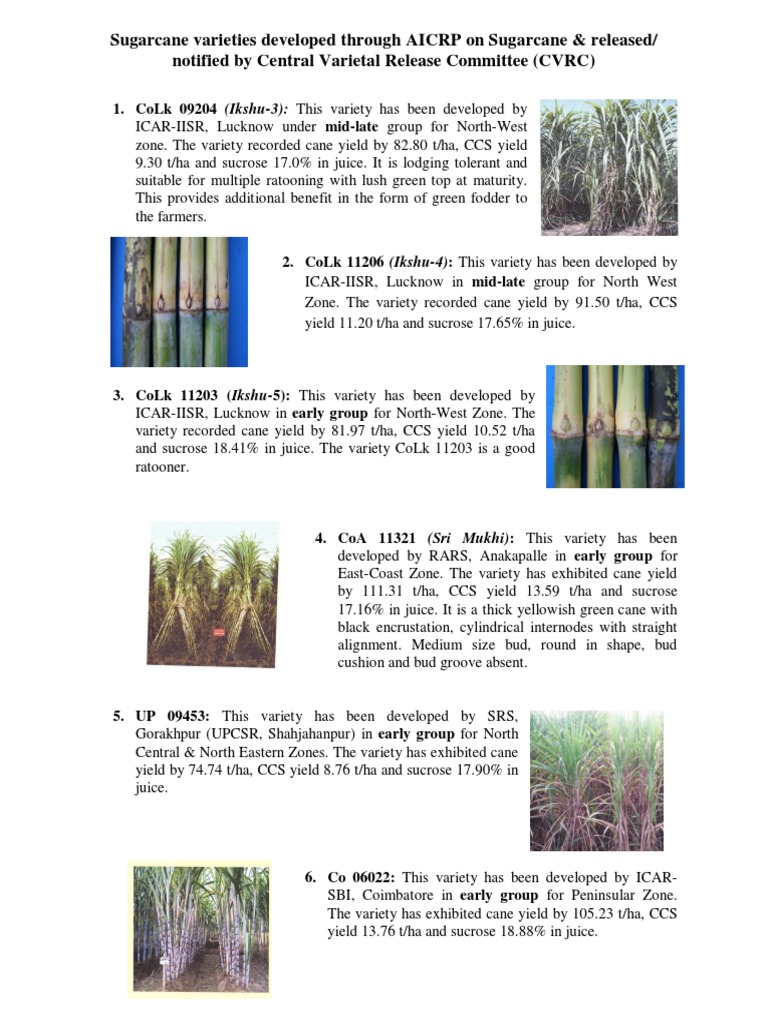 Sugarcane Varieties Developed Through AICRP On Sugarcane & Released ...