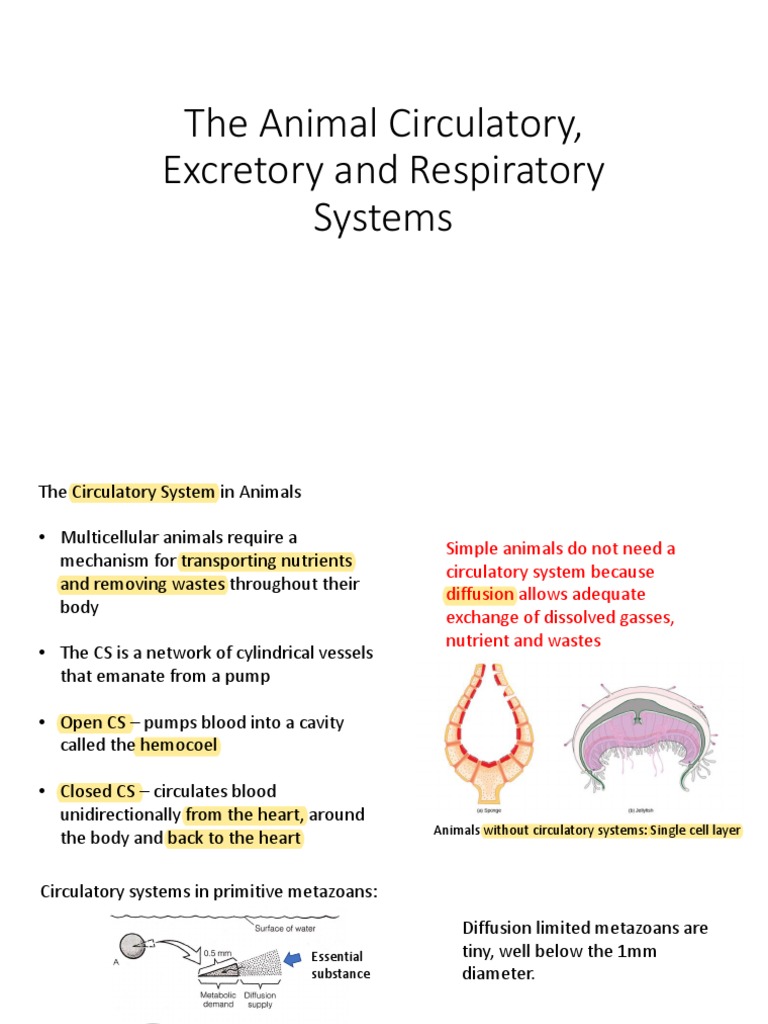 The Animal Circulatory, Excretory and Respiratory Systems | PDF | Gill ...