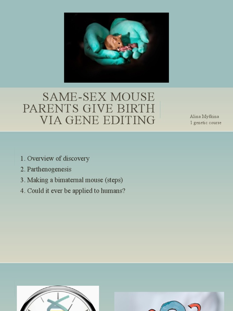 Same-Sex Mouse Parents Give Birth Via Gene Editing Alina Myškina 1 ...