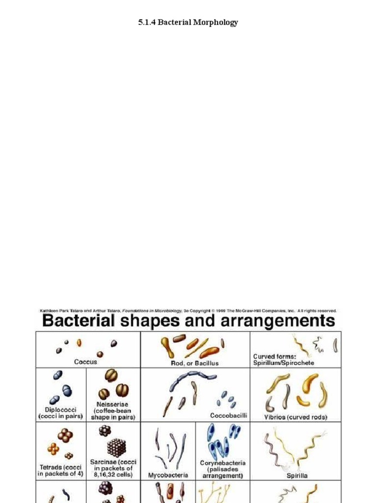 5.1.4 Bacterial Morphology Gram Stain Info | PDF | Gram Positive ...