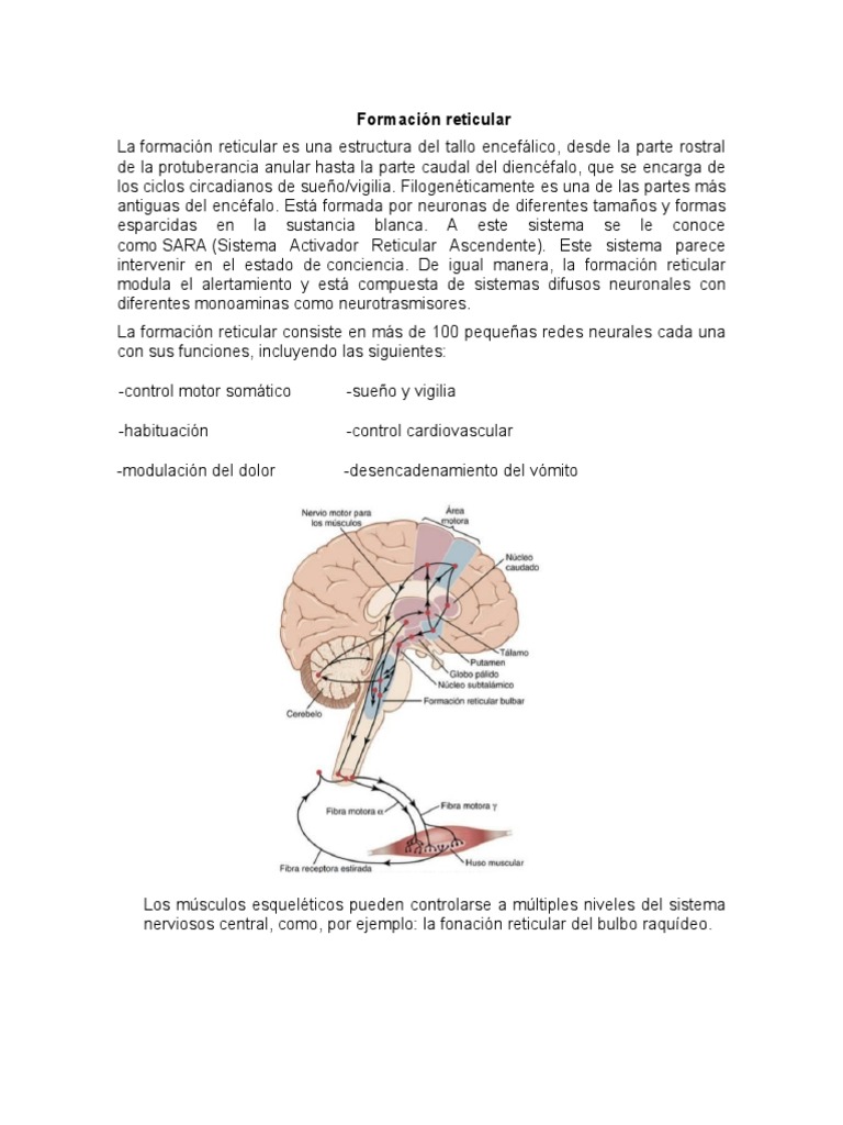 Formación Reticular | PDF | Cerebelo | Cerebro