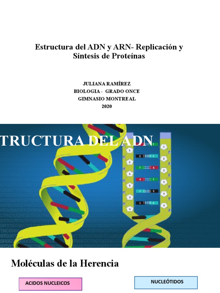 Estructura ADN - ARN-replicación y Sintesis de Proteínas | Descargar ...