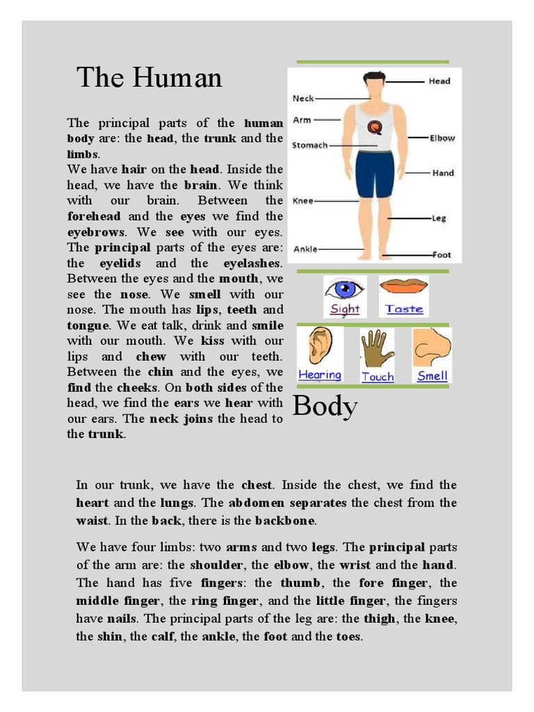 The Human: Human Body Head Trunk Limbs | PDF