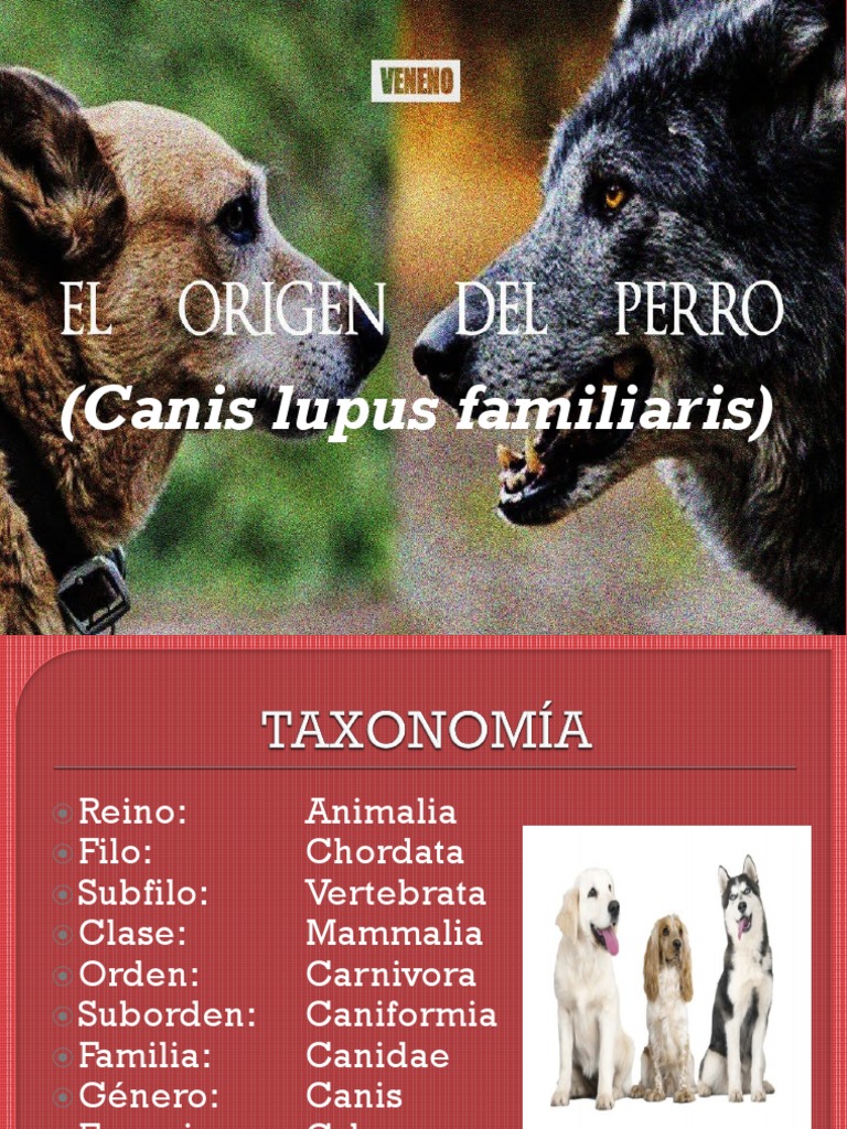 CLASE Origen Del Perro PDF | PDF | Perros | Comportamiento