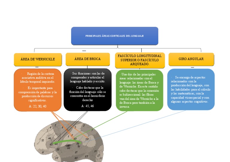 ÁREAS CORTICALES Del Cerebro | PDF