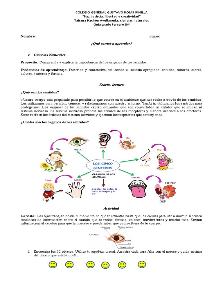 Guía Ciencias - Los Sentidos | PDF | Sabor | Percepción visual