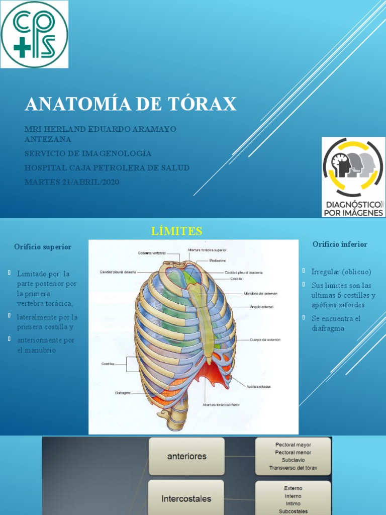 Expoisición ANATOMÍA DE TÓRAX | PDF | Tórax | Tórax (anatomía humana)