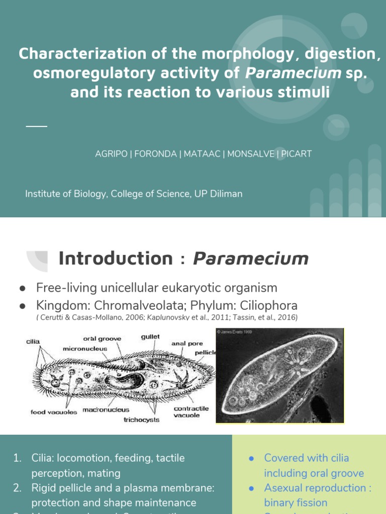 Characterization of Paramecium Morphology, Stimuli Responses | PDF ...