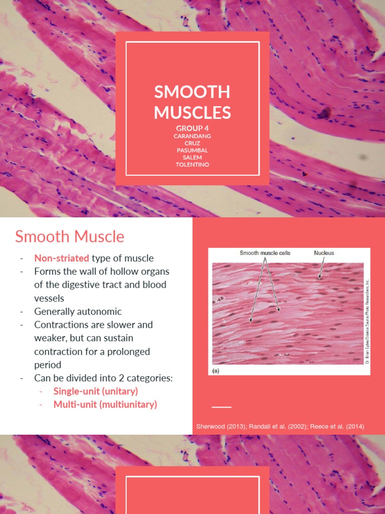 Group 01 Smooth Muscles | PDF | Muscle Contraction | Vagus Nerve