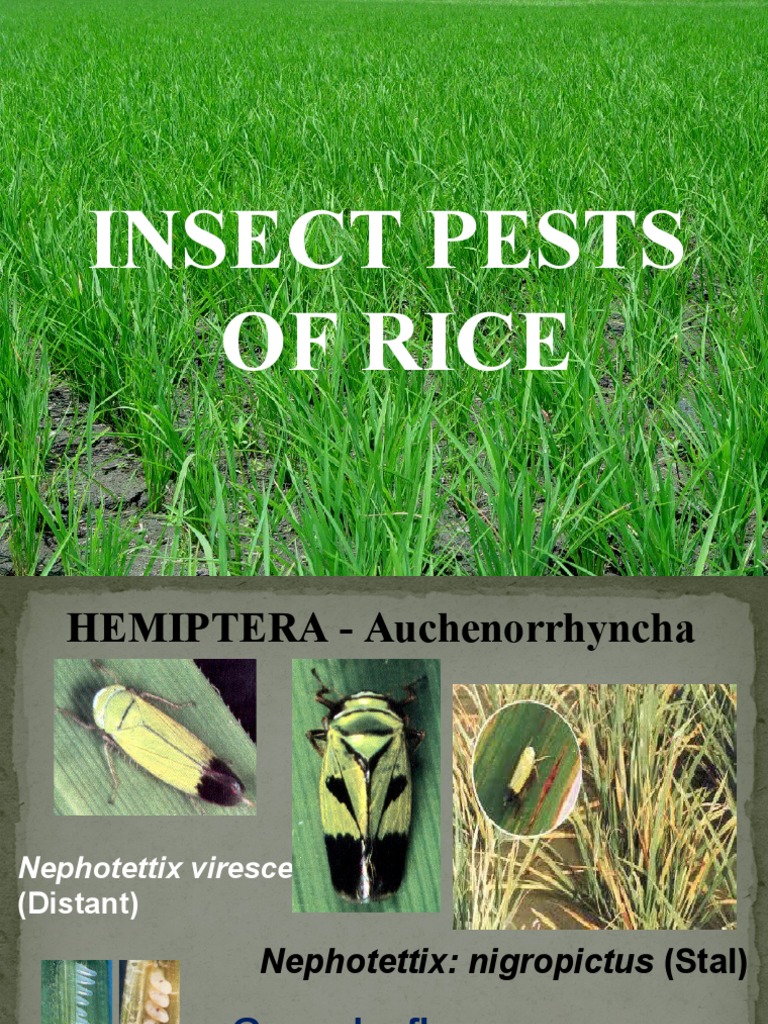 Common Pests of Field Crops | PDF | Rice | Fruit