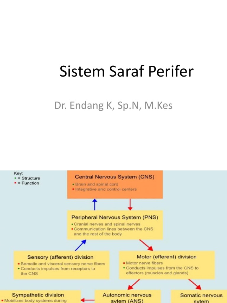 1.1 PPT Sistem Saraf Perifer | PDF