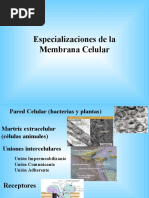 05 Tejidos Epiteliales III Especializaciones Del Dominio Basolateral ...