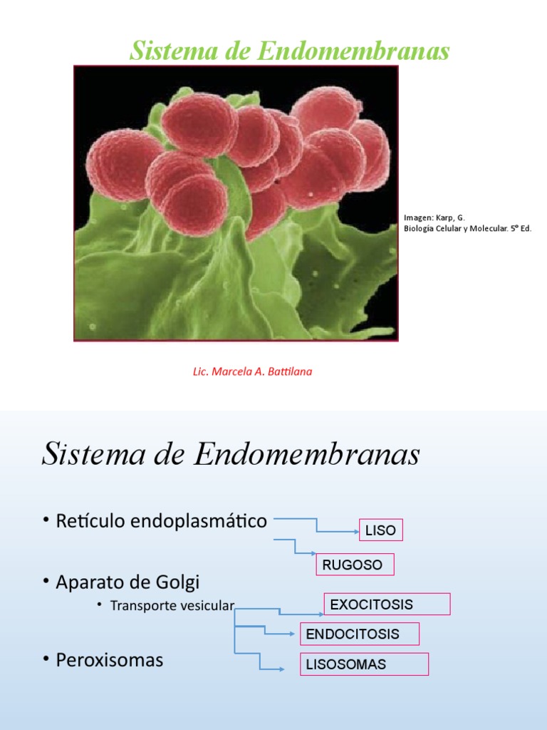 Rer y Rel | PDF | Retículo endoplásmico | Membrana celular