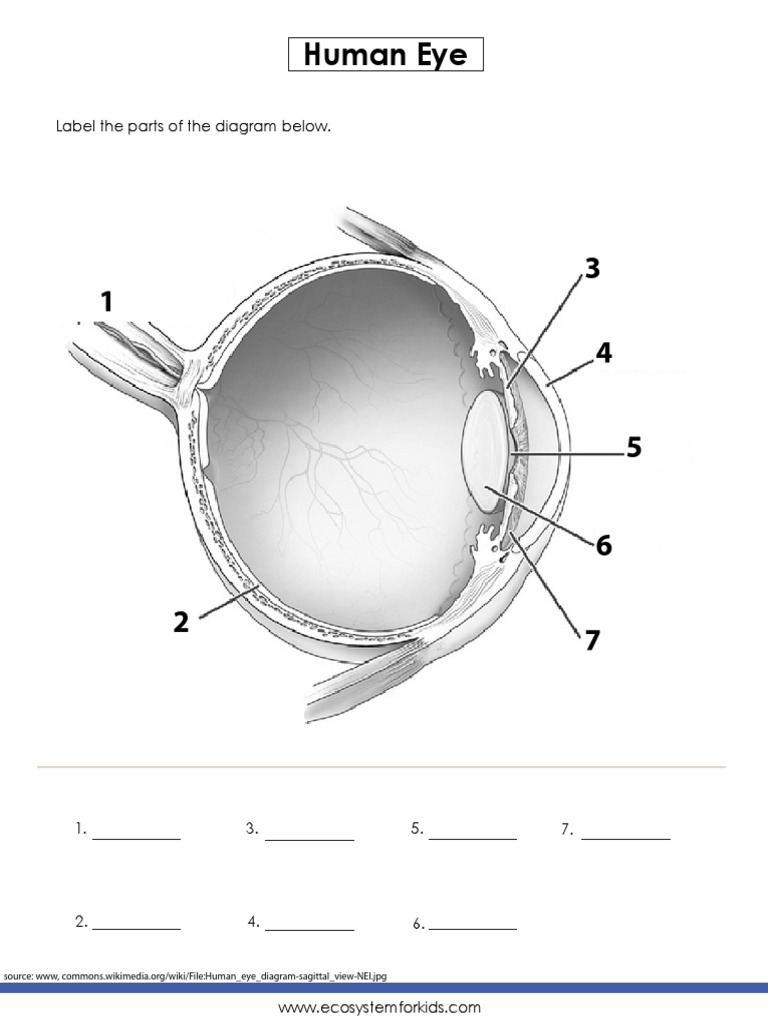 Diagram Of The Human Eye Without Labels