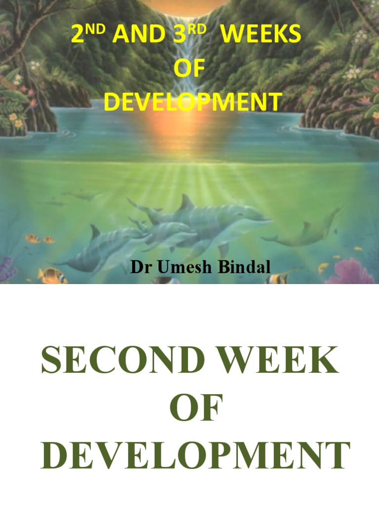 Bilaminar and Trilaminar Germ Disc | PDF | Implantation (Human Embryo ...