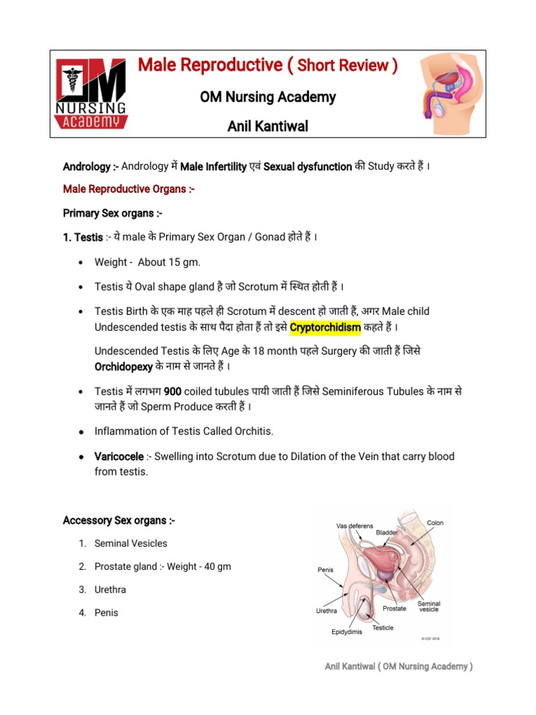 Male Reproductive System Short Points | PDF | Testicle | Semen