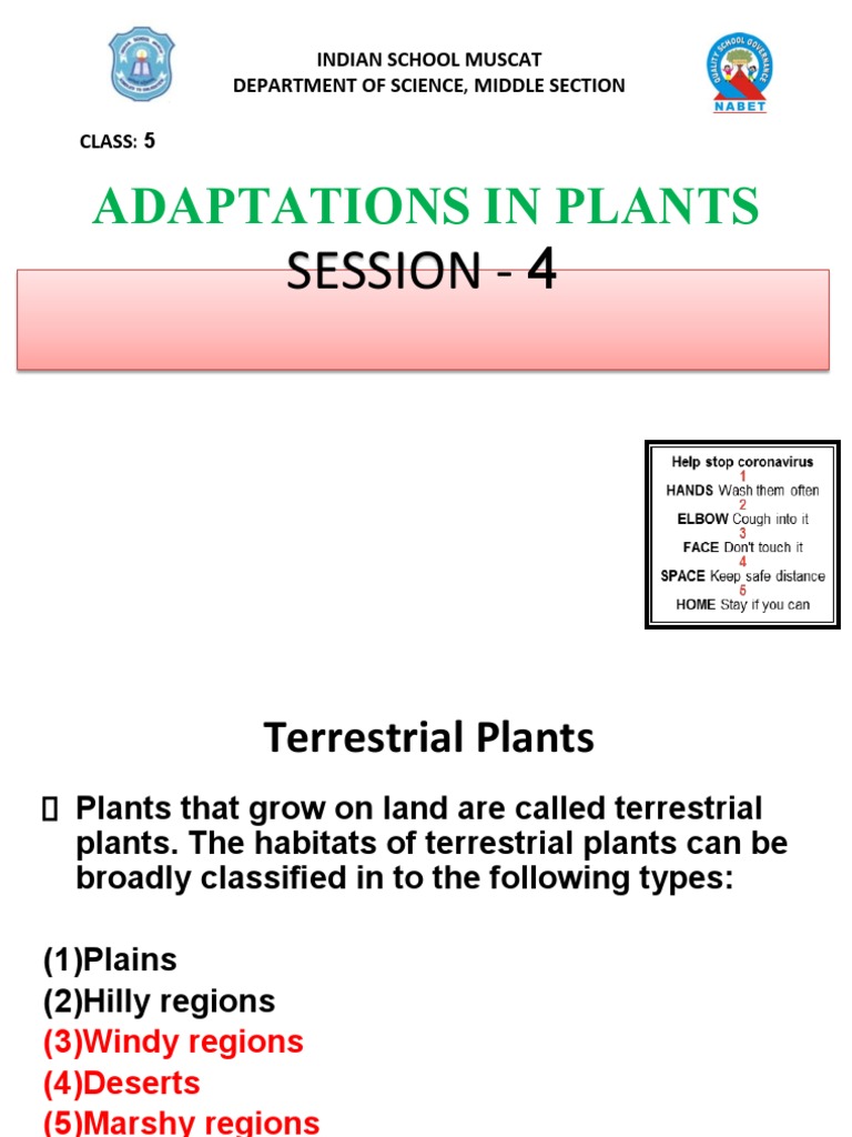 Plant Adaptations for Class 5 | PDF
