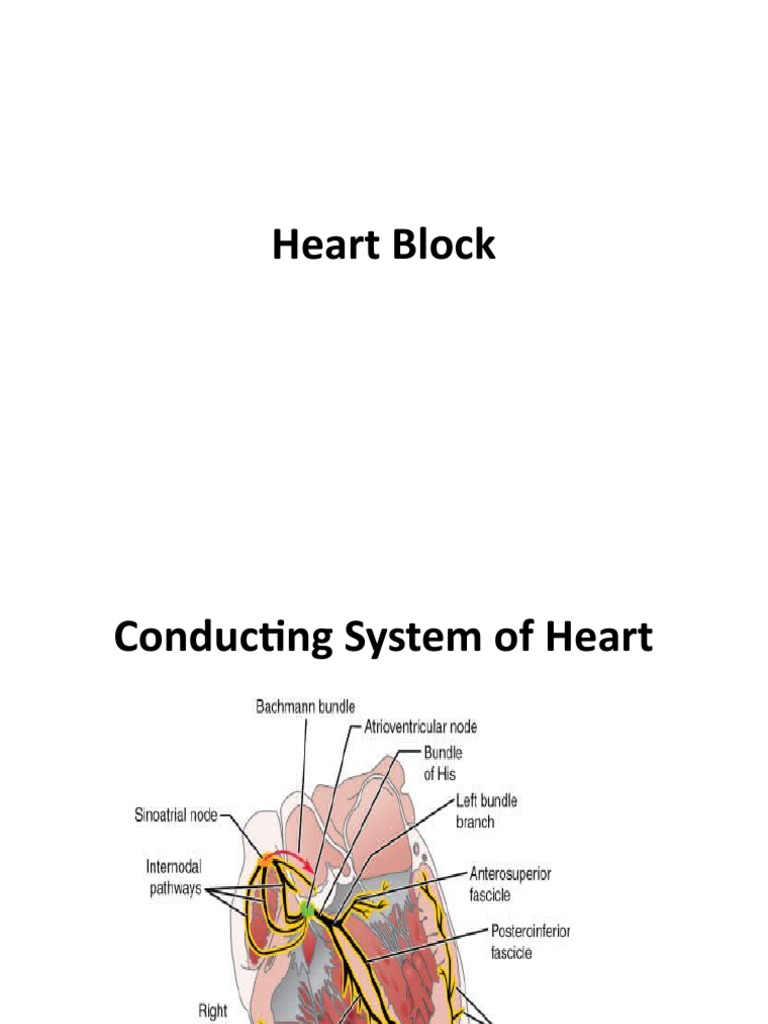 Heart Block | PDF | Cardiac Electrophysiology | Cardiology