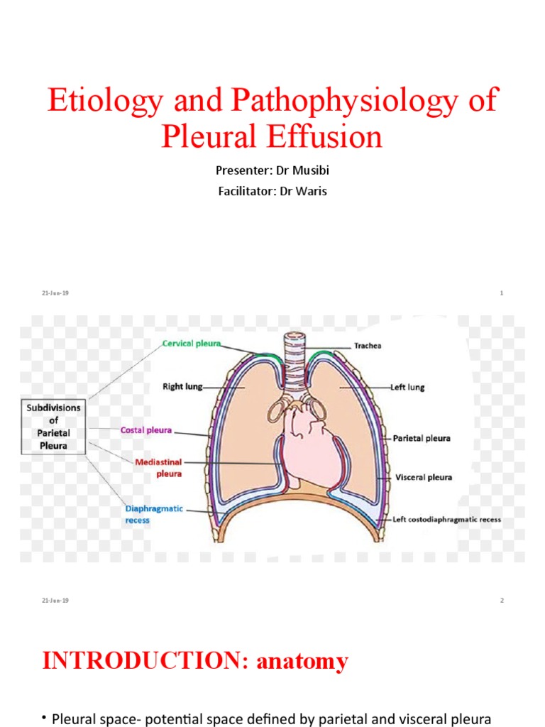 Pleural Effusion Pathophysiology Diagram