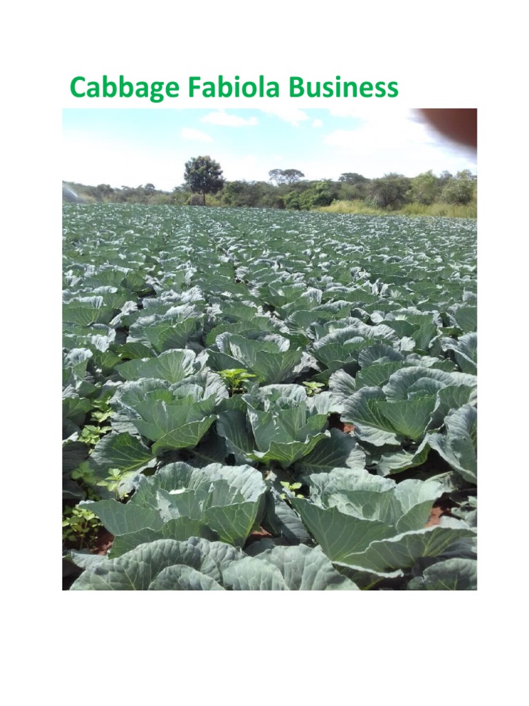 Cabbage Business Plan | PDF
