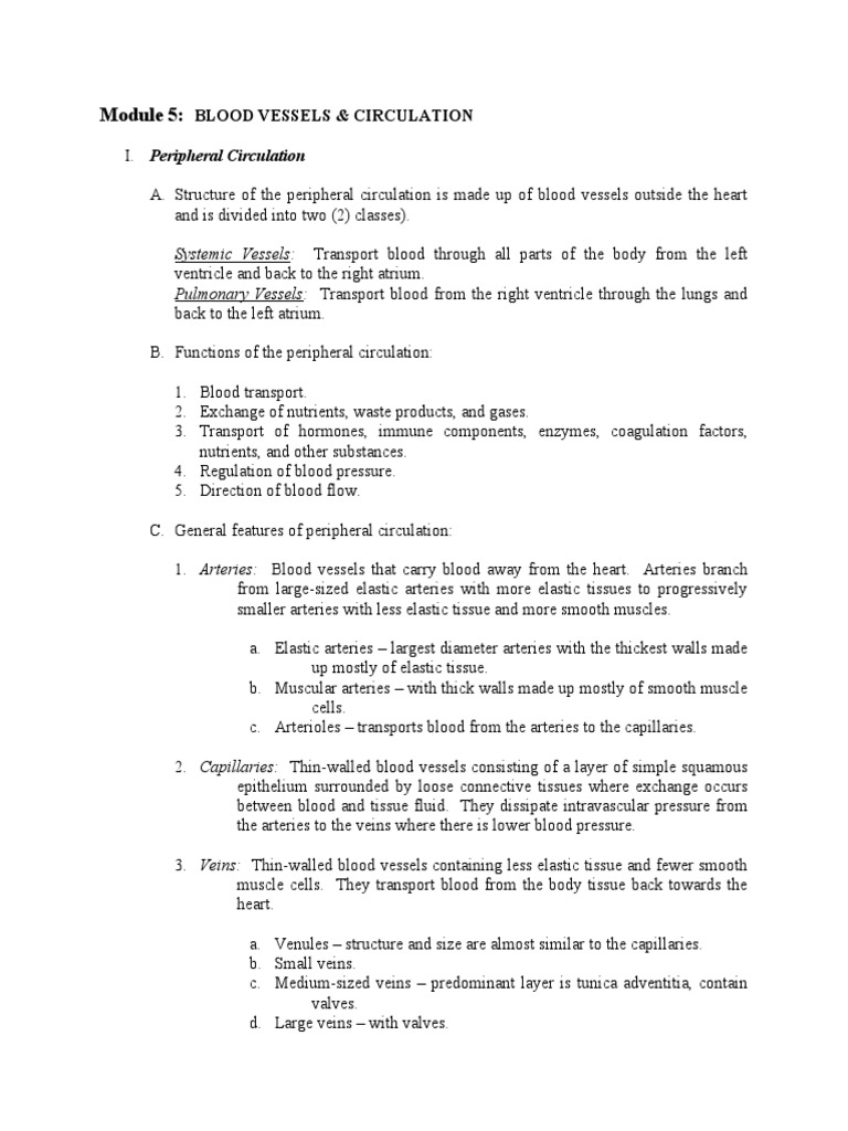 Blood Vessels Circulation | PDF | Aorta | Blood Vessel