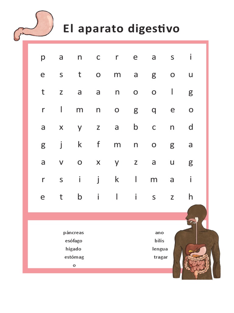 Actividades Imprimir Transicion | PDF | Sistema digestivo humano | Estómago