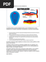 Capas Germinales | PDF | Embrión | Procesos biologicos