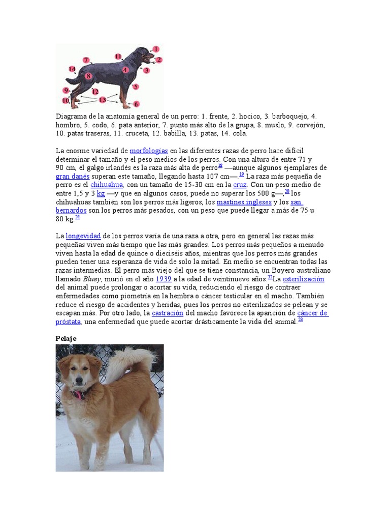 Anatomía Y Características Del Perro Pdf Razas De Perros Perros
