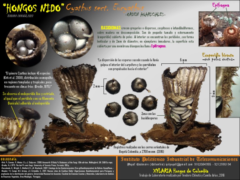 Cyathus Sp. Hongos Nido en Bogotá Colombia (2016) | PDF