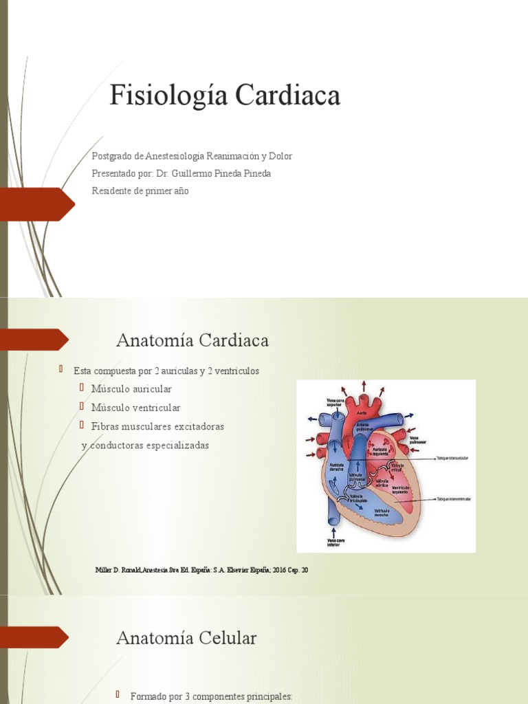 Fisiología Cardiaca 2018 | PDF | Miocito | Corazón