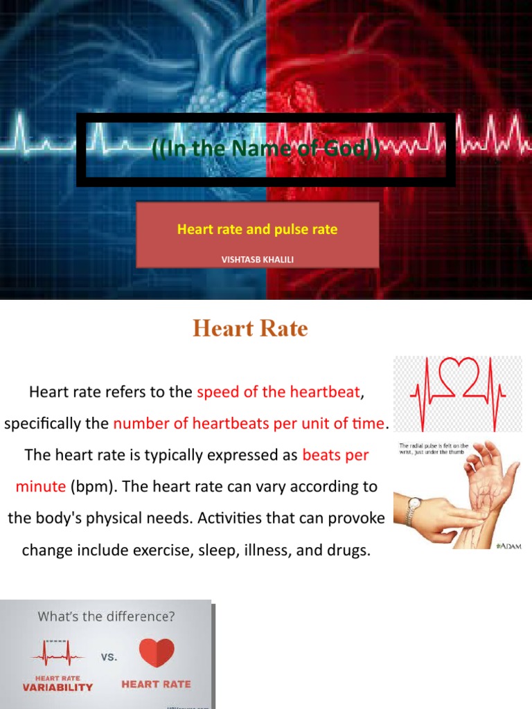 Understanding Heart and Pulse Rates | PDF