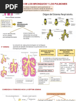 (Anatomía) Triángulos de Pirogoff y Béclard | PDF | Medicina CLINICA ...