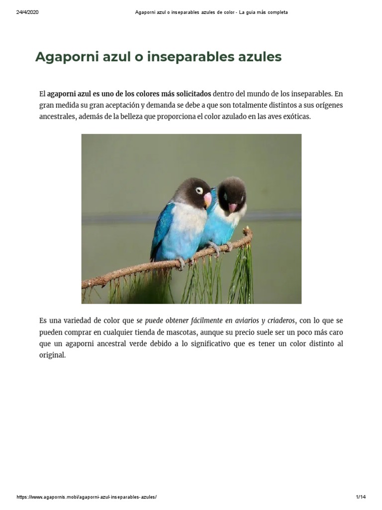 Agaporni Azul o Inseparables Azules de Color - La Guia Más Completa ...