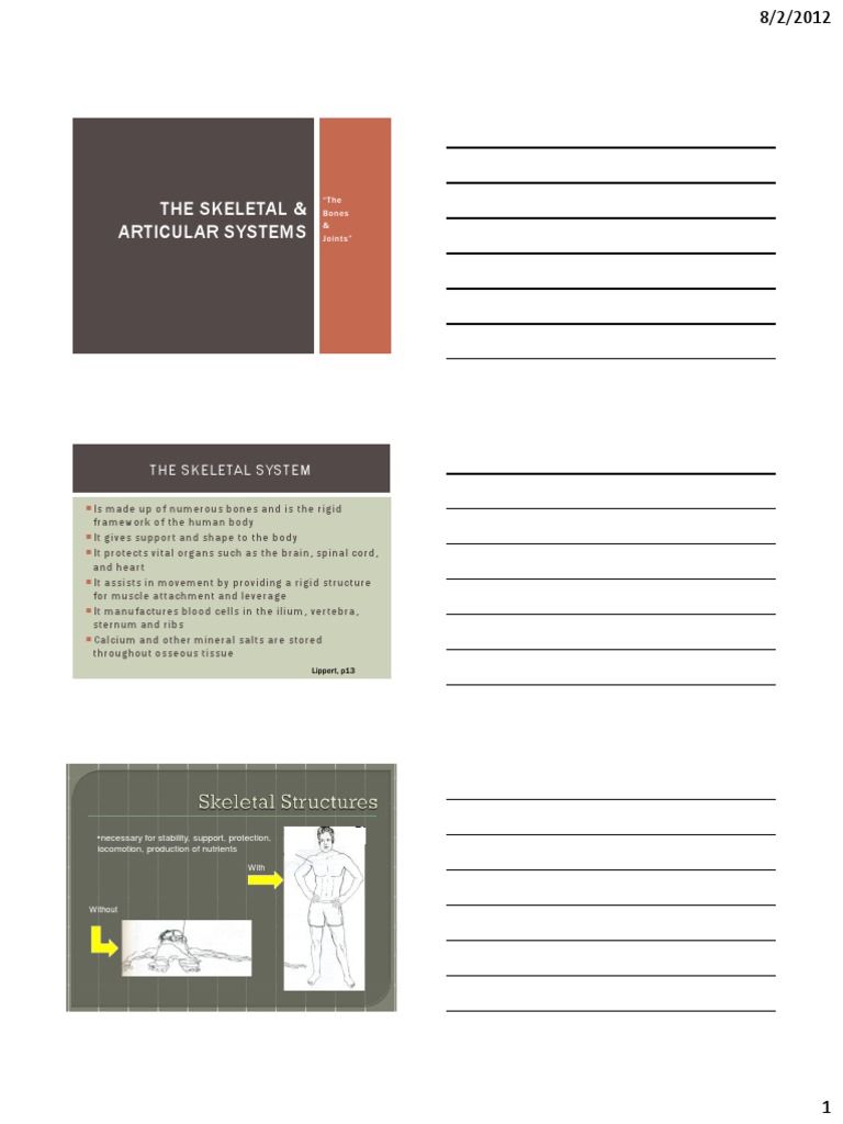 The Skeletal & Articular Systems | Download Free PDF | Skeleton | Bone