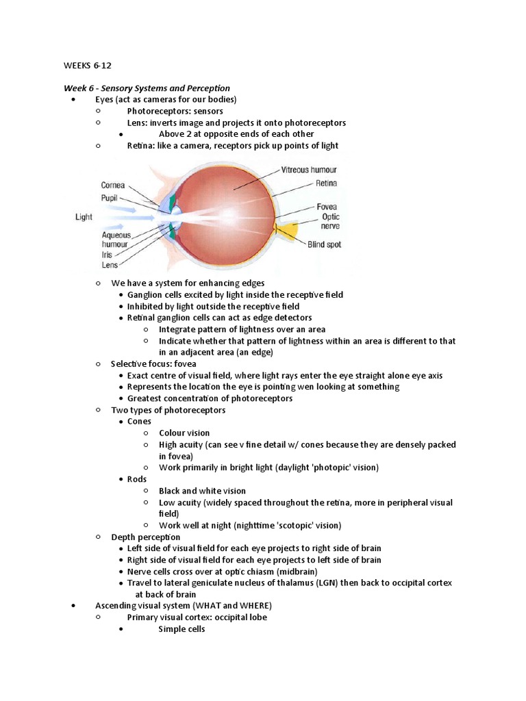 Psychology Revision Notes | PDF | Visual System | Rapid Eye Movement Sleep