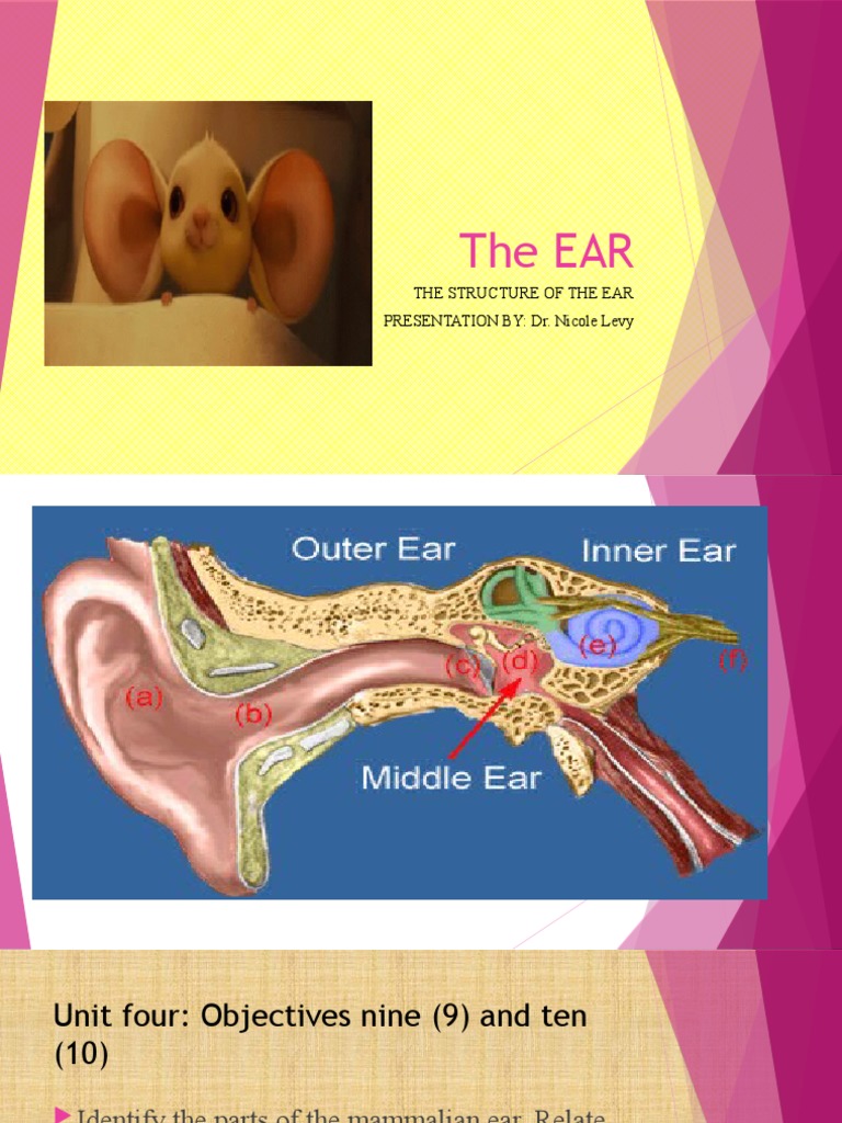 The Ear: The Structure of The Ear PRESENTATION BY: Dr. Nicole Levy ...