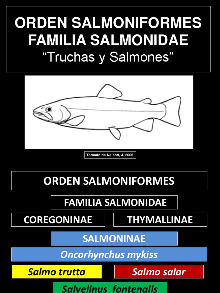 Orden Salmoniformes PDF | PDF | Trucha arcoiris | Trucha