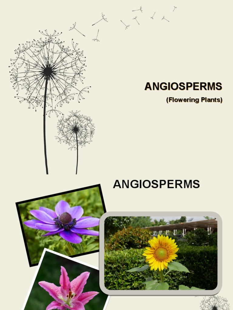 Characteristics and Lifecycle of Angiosperms | PDF | Pollination | Flowers