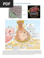 ERIG Infiltration | PDF | Injection (Medicine) | Rabies