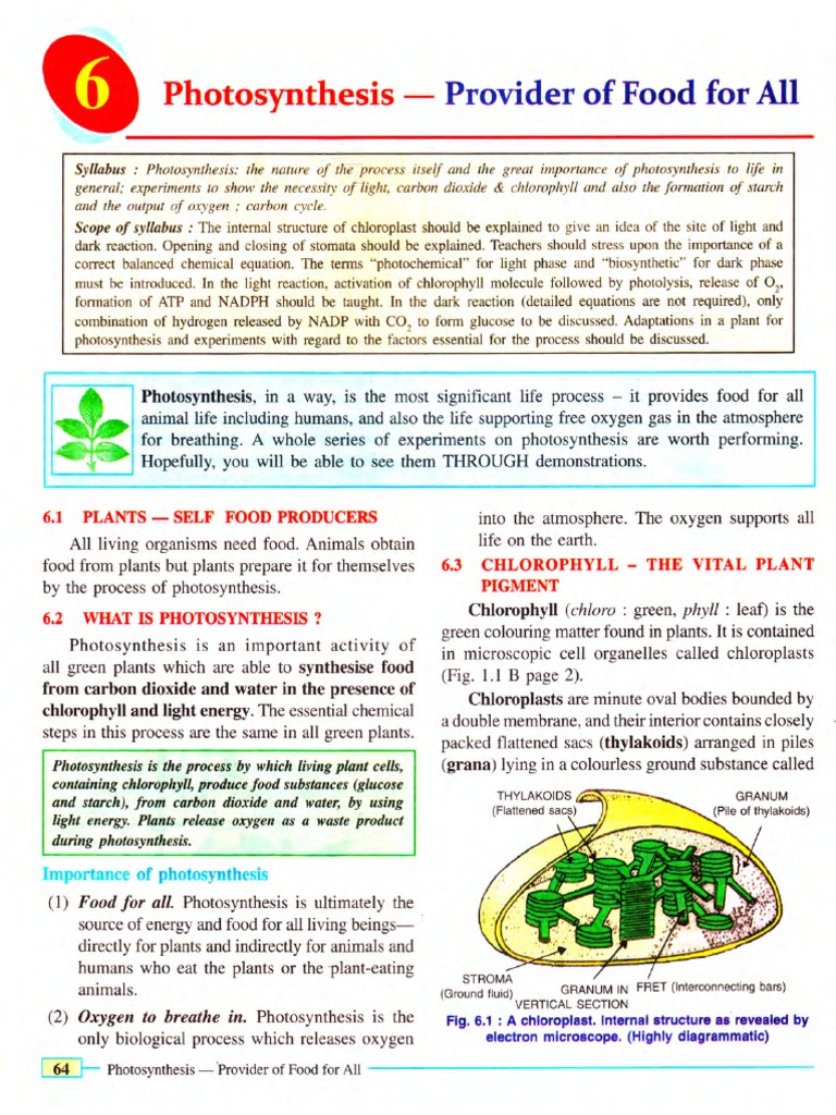 06 - Photosynthesis PDF | PDF