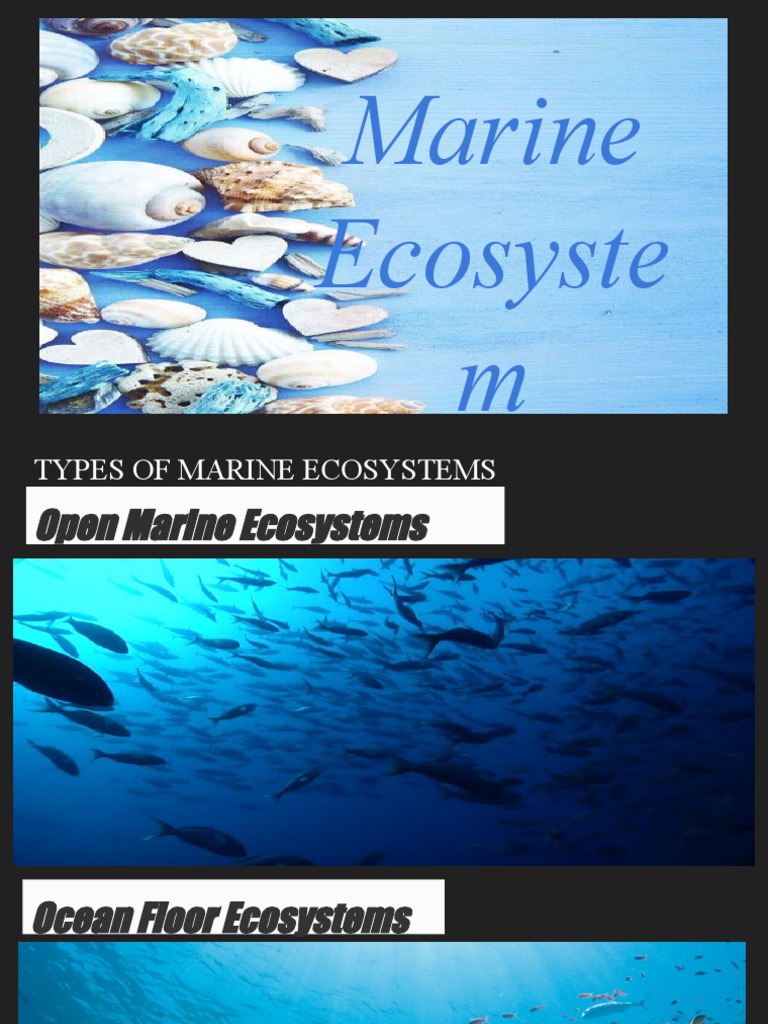 Types of Marine Ecosystems Explained | PDF
