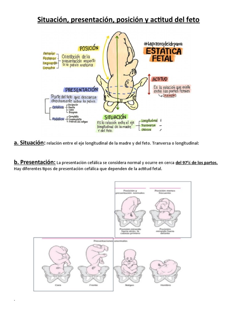 Posición y Actitud del Feto en el Embarazo | PDF | Anatomía ...